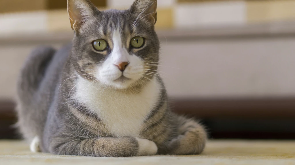 Cat, Animals (2048x1365) - Desktop & Mobile Wallpaper